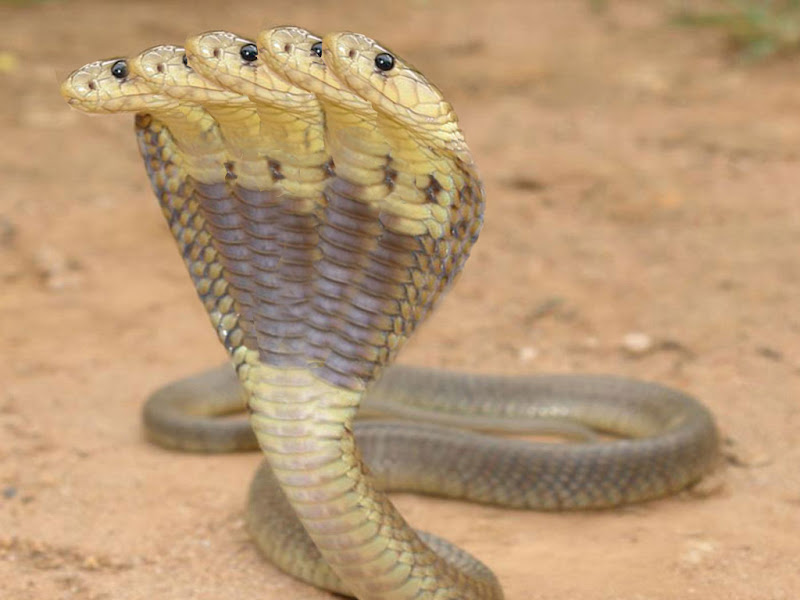 daniesuke's blog: 5 Head Snakes